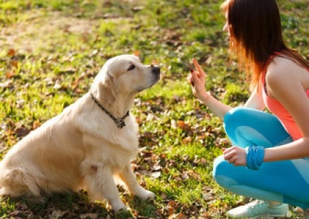 How to Teach a Dog to Sit Pretty - Ruffgers Dog Blog